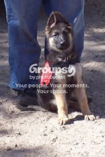 German Shepherd Cropped Ears
