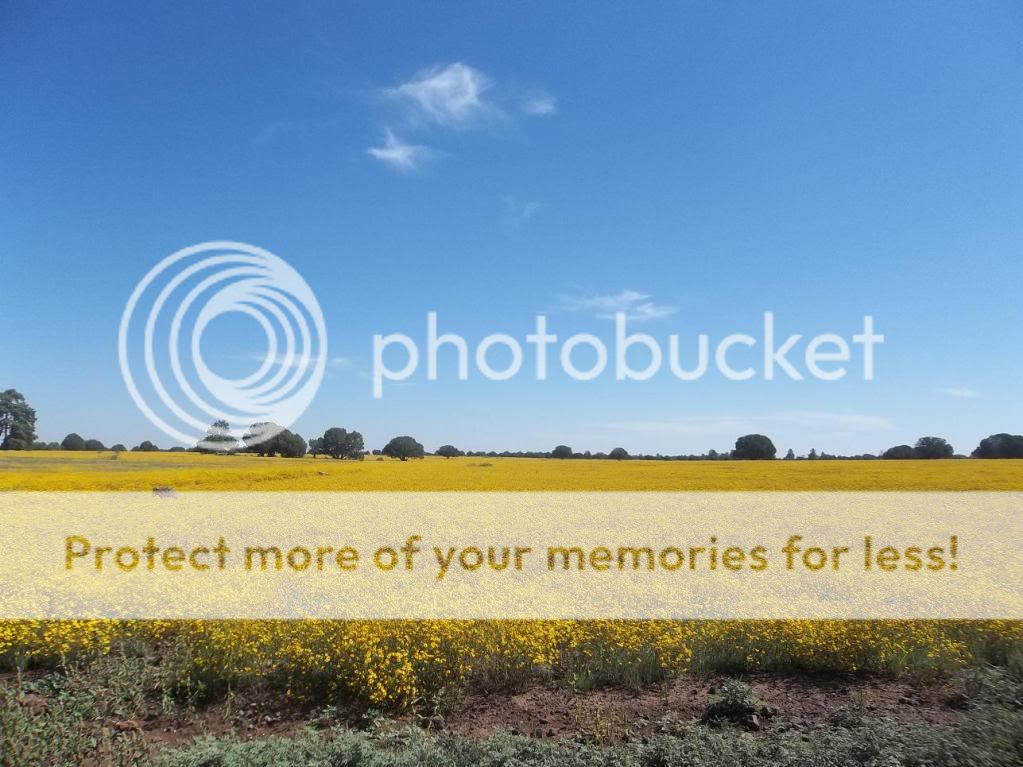 Pronghorn on the Arizona Trail : Clints Well | Mountain Bike Reviews Forum