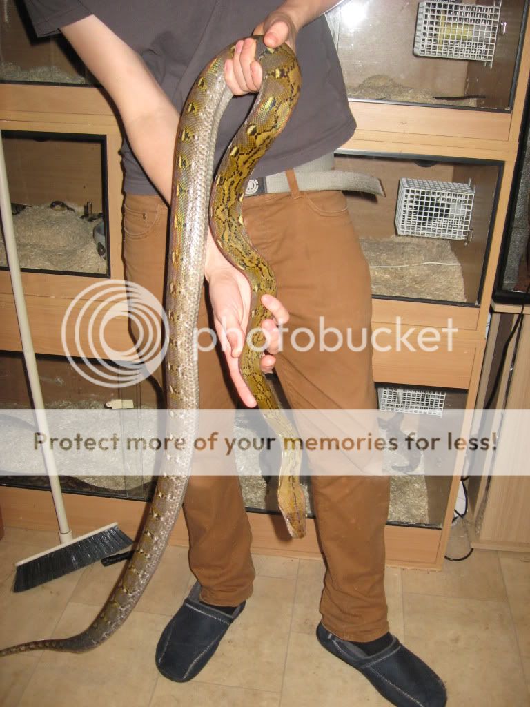 07 Kalatoa Retic (Male) | Reptile Forums