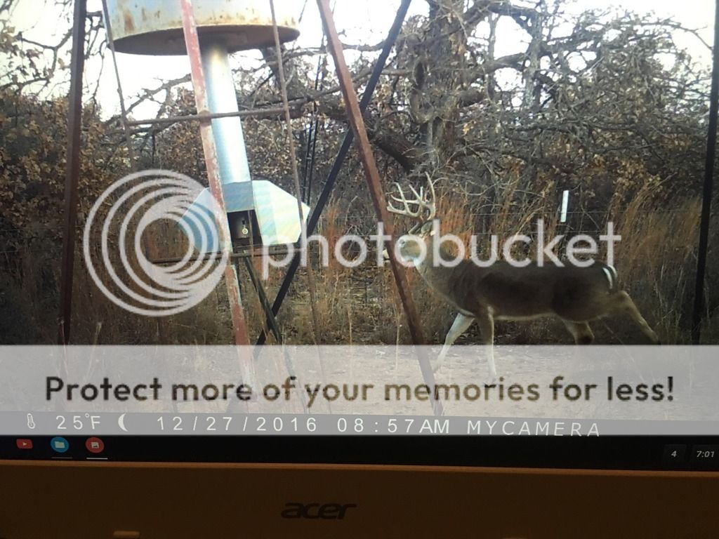 Ramsey Ranch bucks ! - TexasBowhunter.com Community Discussion Forums